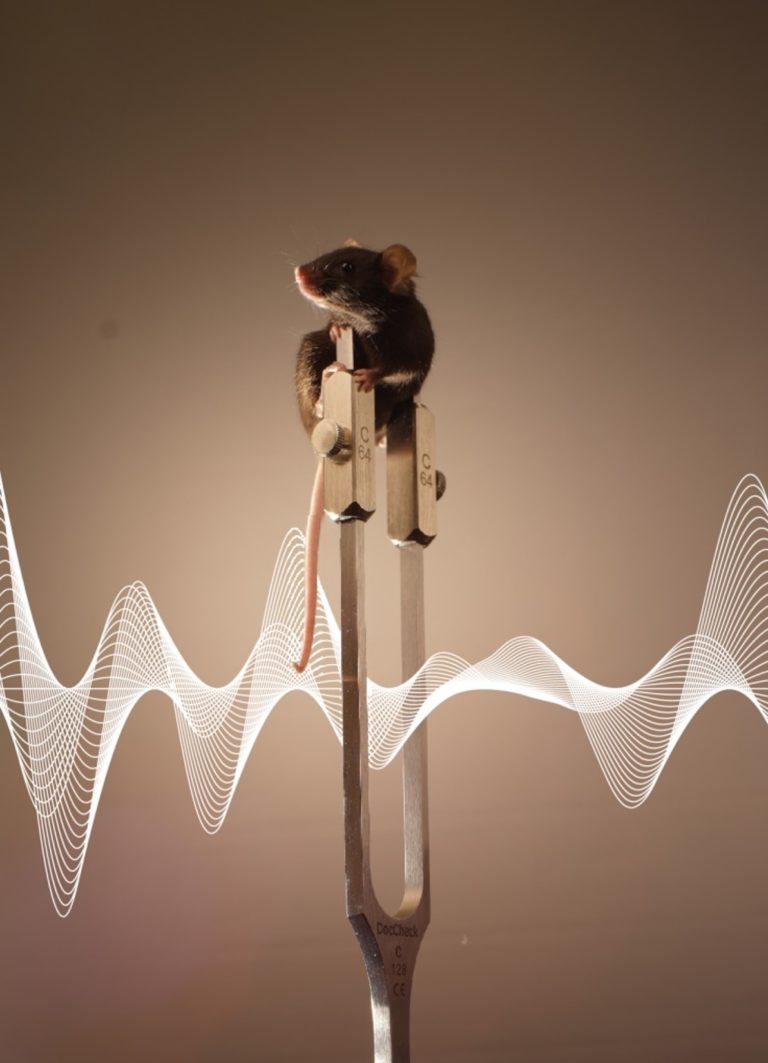 huberlab | systems neuroscience research