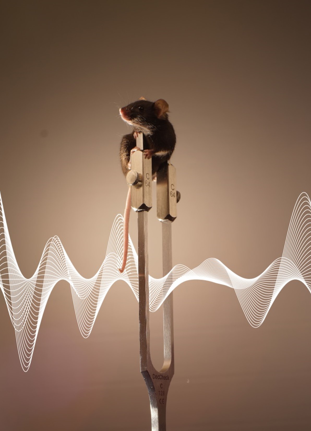 huberlab | systems neuroscience research